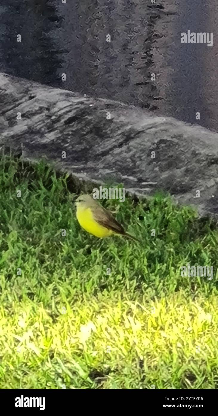Cattle Tyrant (Machetornis rixosa Stock Photo - Alamy Cattle Tyrant (Machetornis rixosa Stock Photo - Alamy