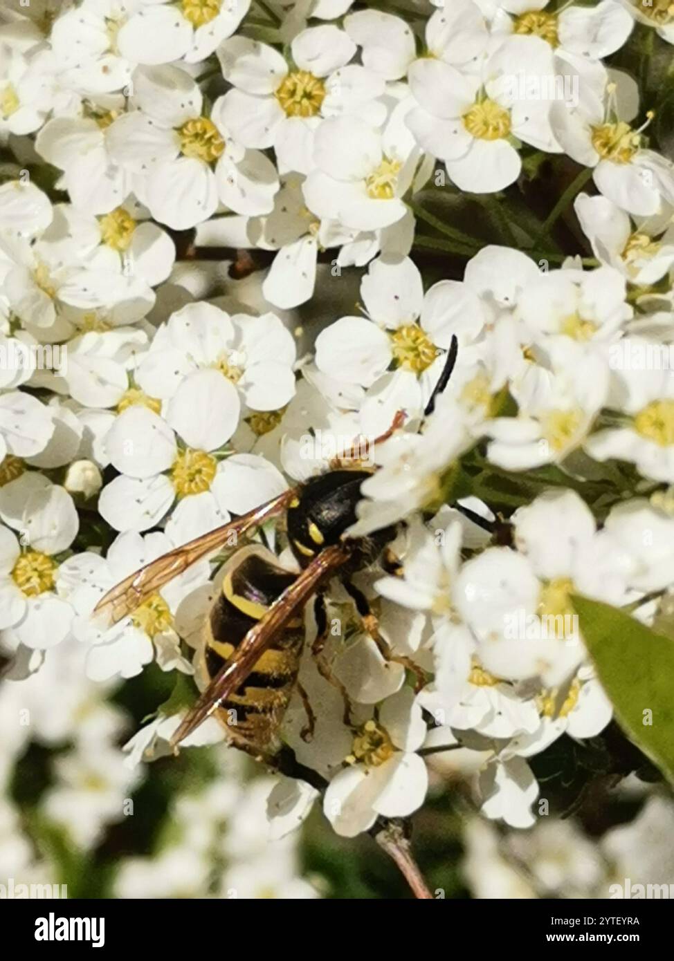 Common European Yellowjacket (Vespula vulgaris Stock Photo - Alamy