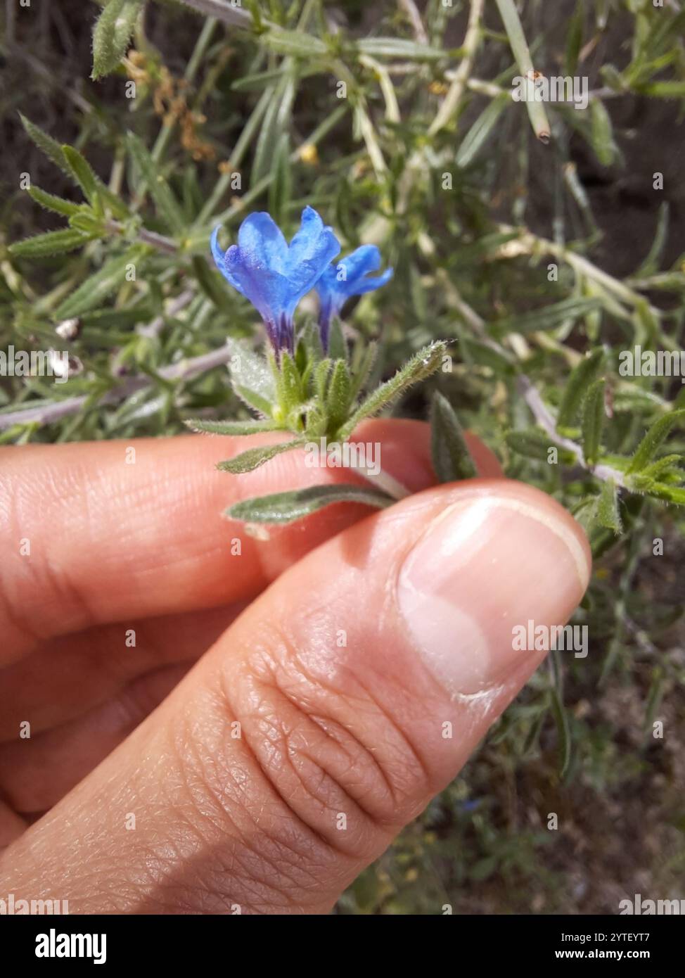 shrubby gromwell (Lithodora fruticosa Stock Photo - Alamy