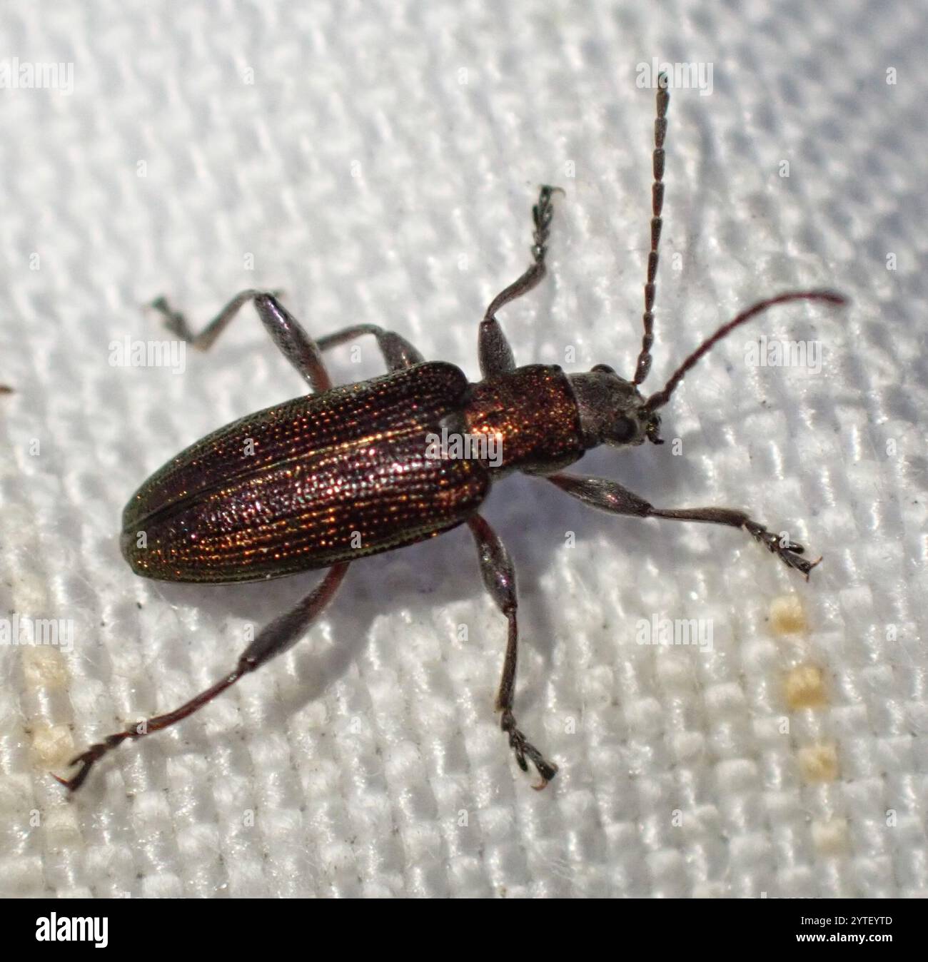Grooved Leaf Beetle (Donacia semicuprea Stock Photo - Alamy
