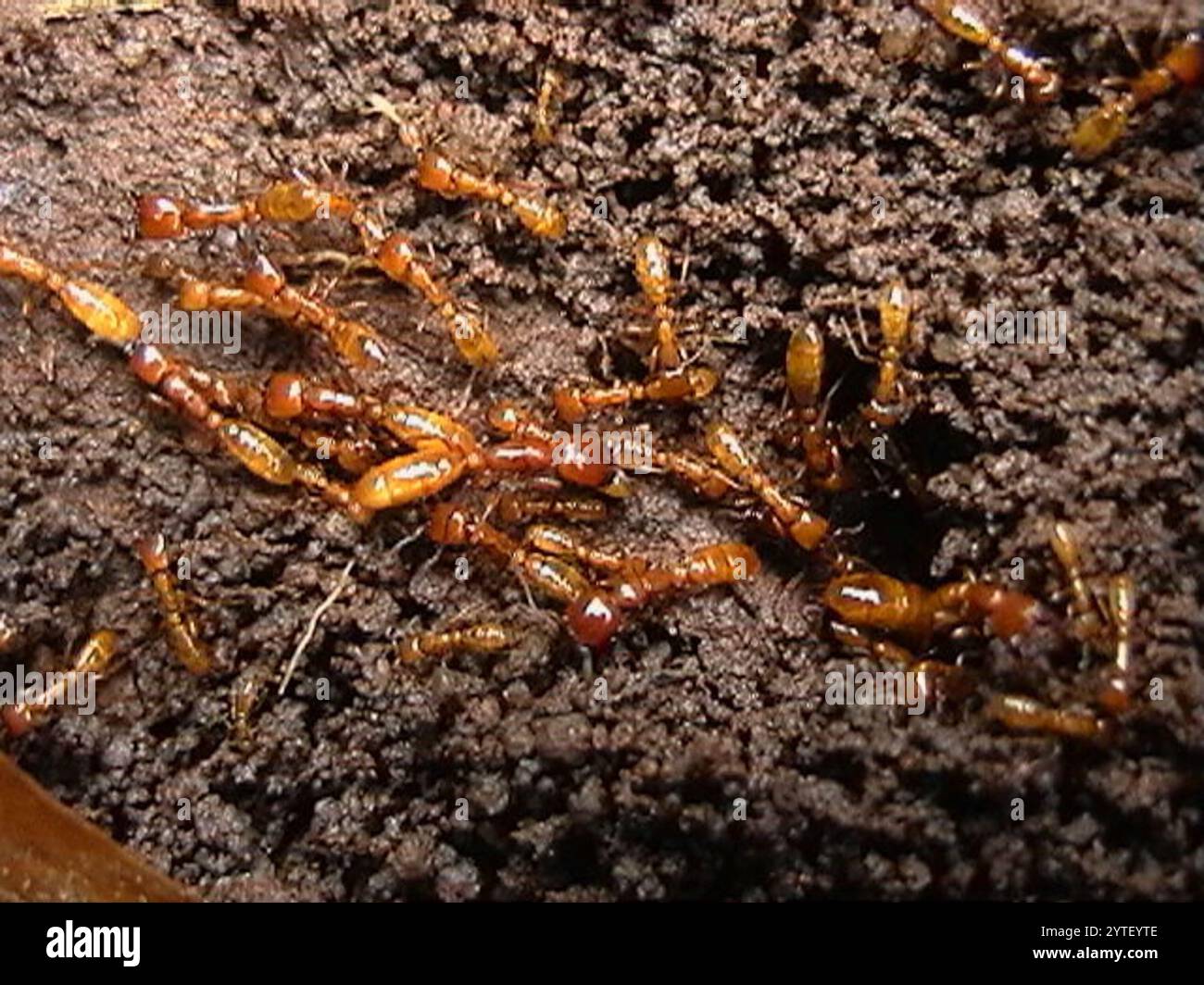 Driver Ants and Allies (Dorylus Stock Photo - Alamy