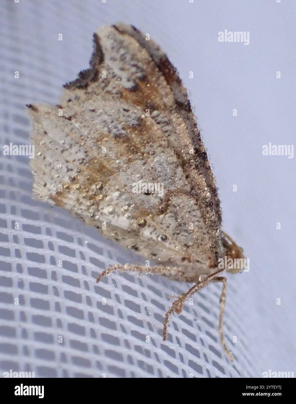 Sharp-angled Peacock Moth (Macaria alternata Stock Photo - Alamy