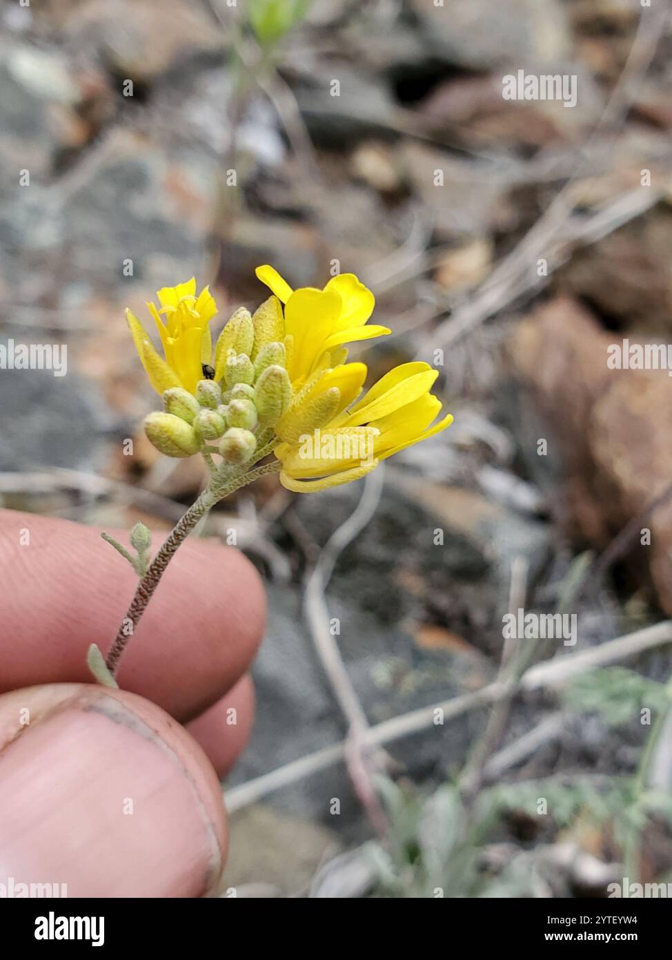 Douglas' Bladderpod (Physaria douglasii Stock Photo - Alamy