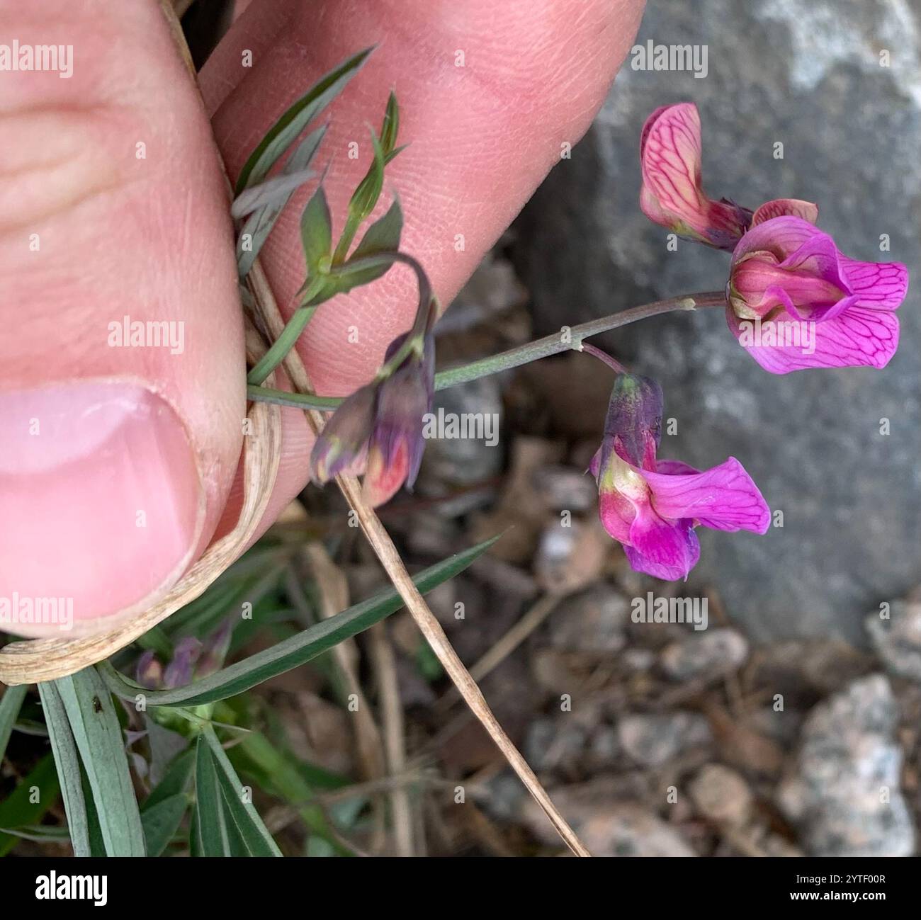 Bitter vetch lathyrus linifolius hi-res stock photography and images ...
