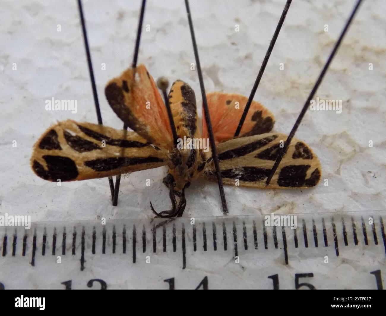Harnessed Tiger Moth (Apantesis phalerata Stock Photo - Alamy