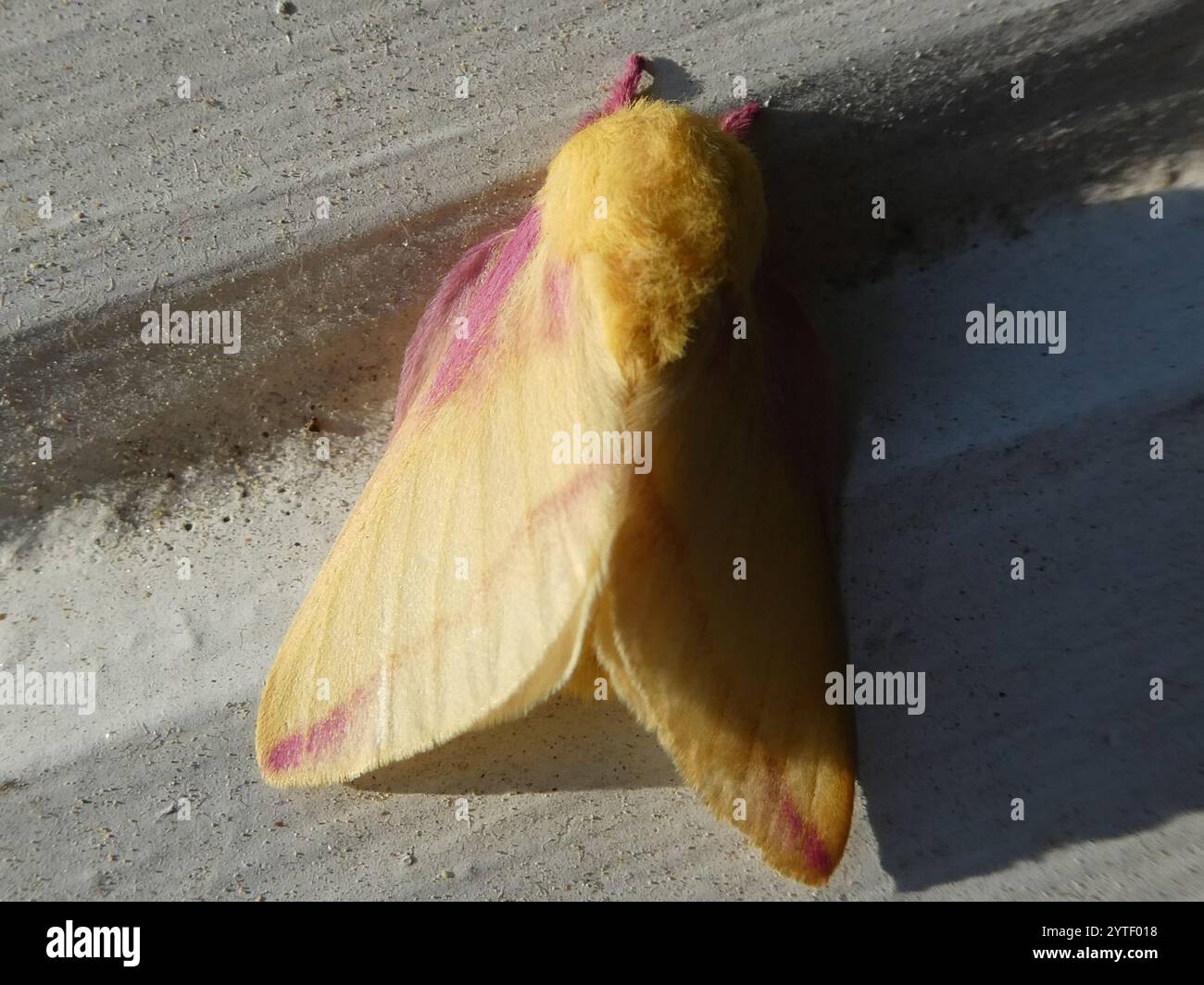 Rosy maple moth (dryocampa rubicunda) hi-res stock photography and ...