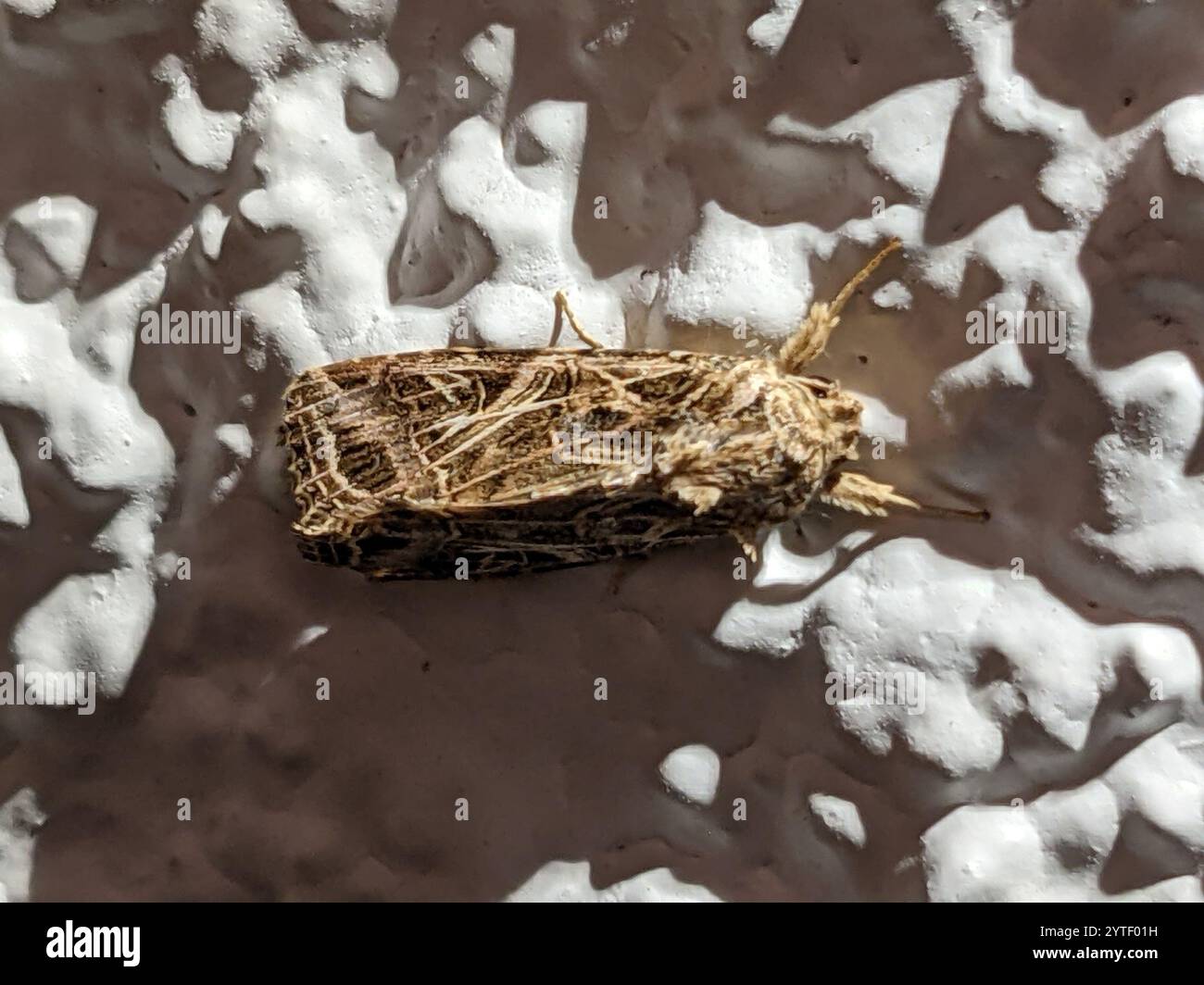 Spodoptera littoralis hi-res stock photography and images - Alamy