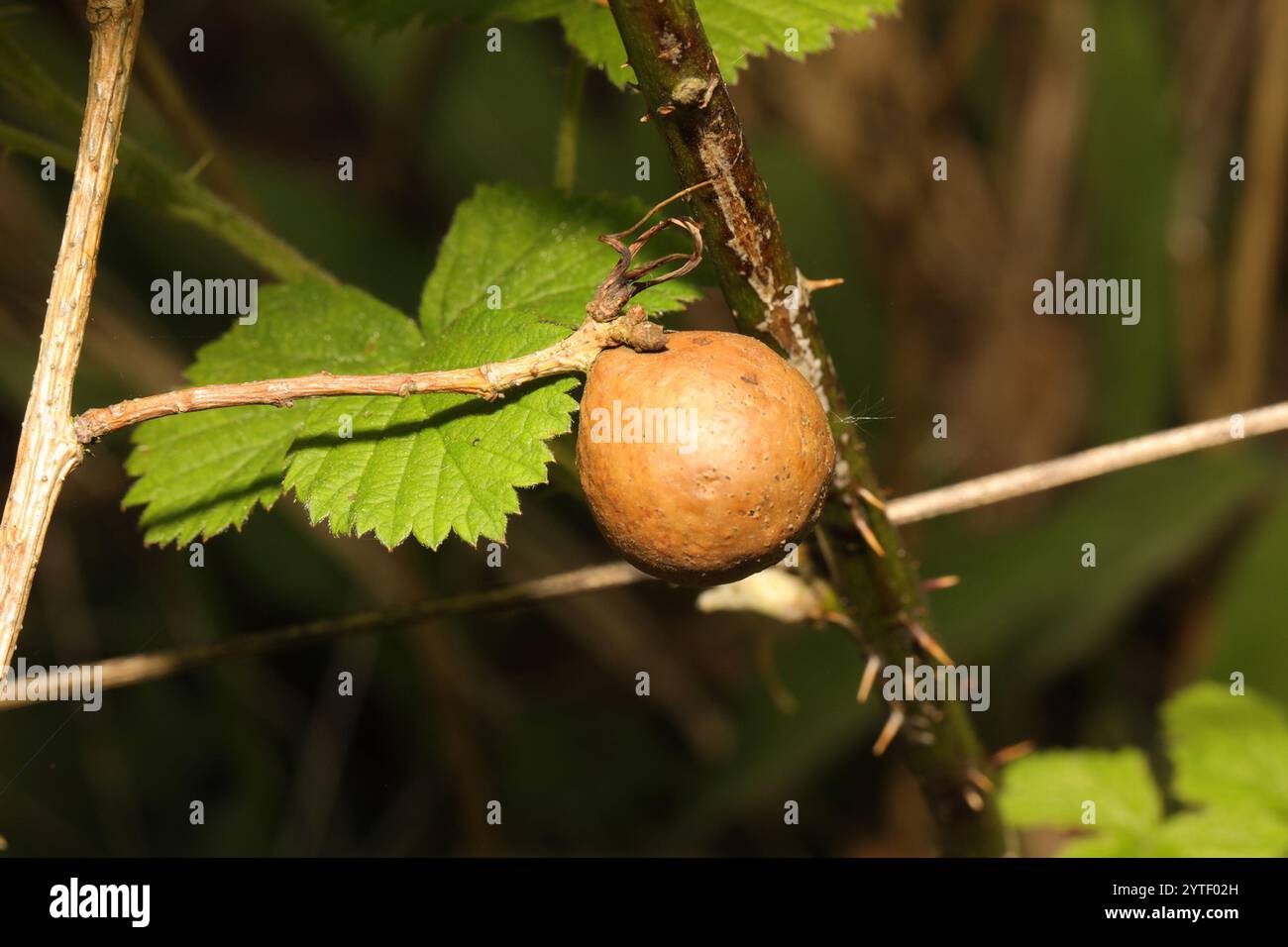 Oak Marble Gall Wasp (Andricus kollari Stock Photo - Alamy