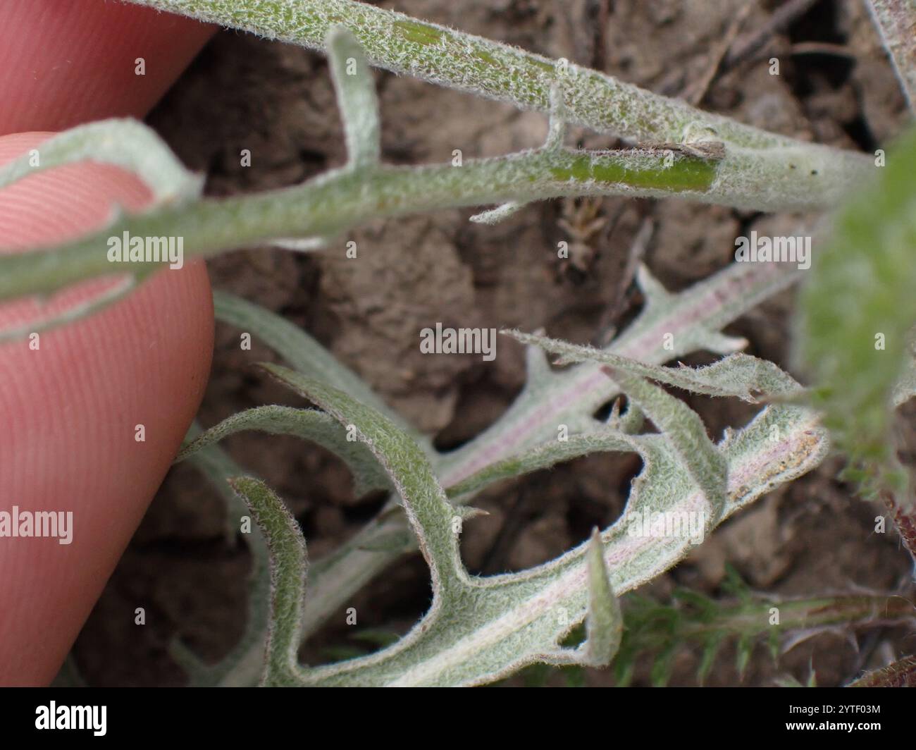 Slender Hawksbeard (Crepis atribarba Stock Photo - Alamy