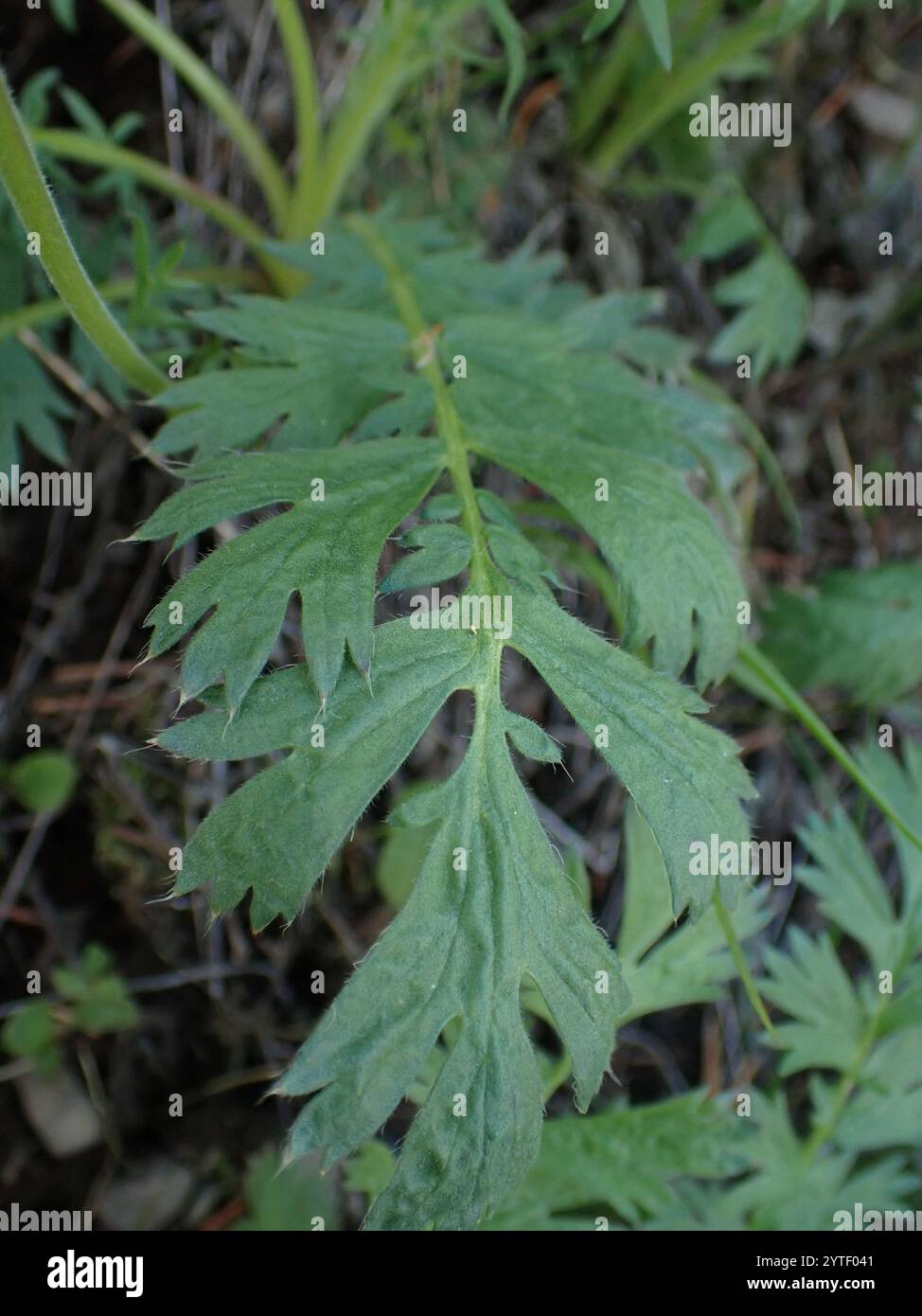 prairie smoke (Geum triflorum Stock Photo - Alamy