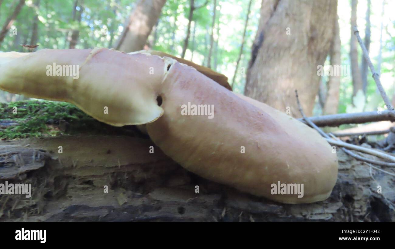 Bay polypore hi-res stock photography and images - Alamy