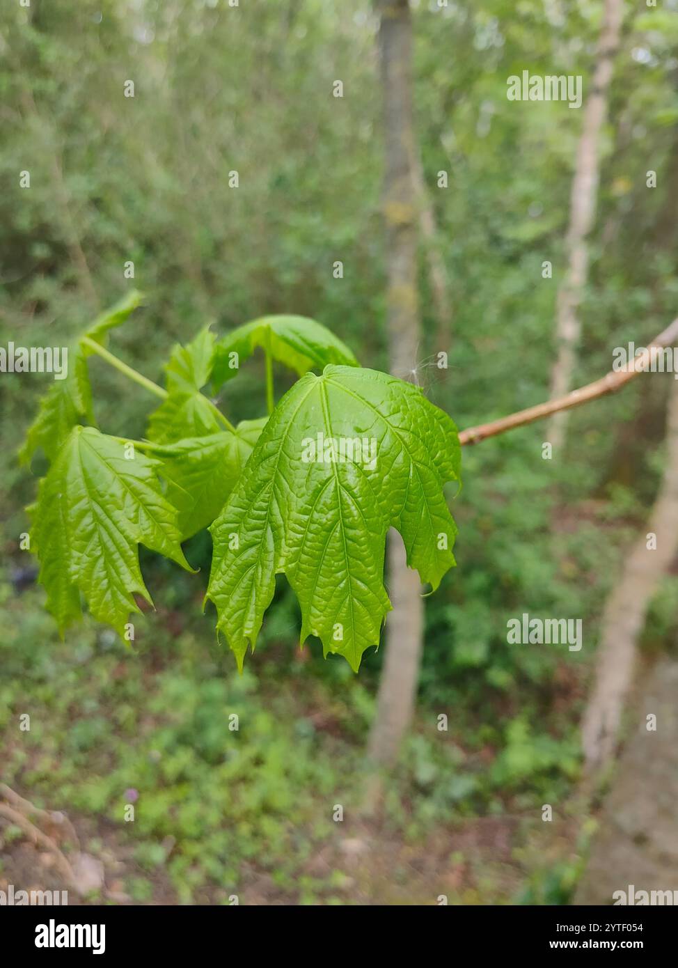 Norway maple (Acer platanoides Stock Photo - Alamy