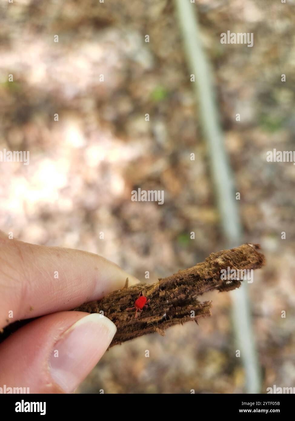 Trombidiform hi-res stock photography and images - Alamy