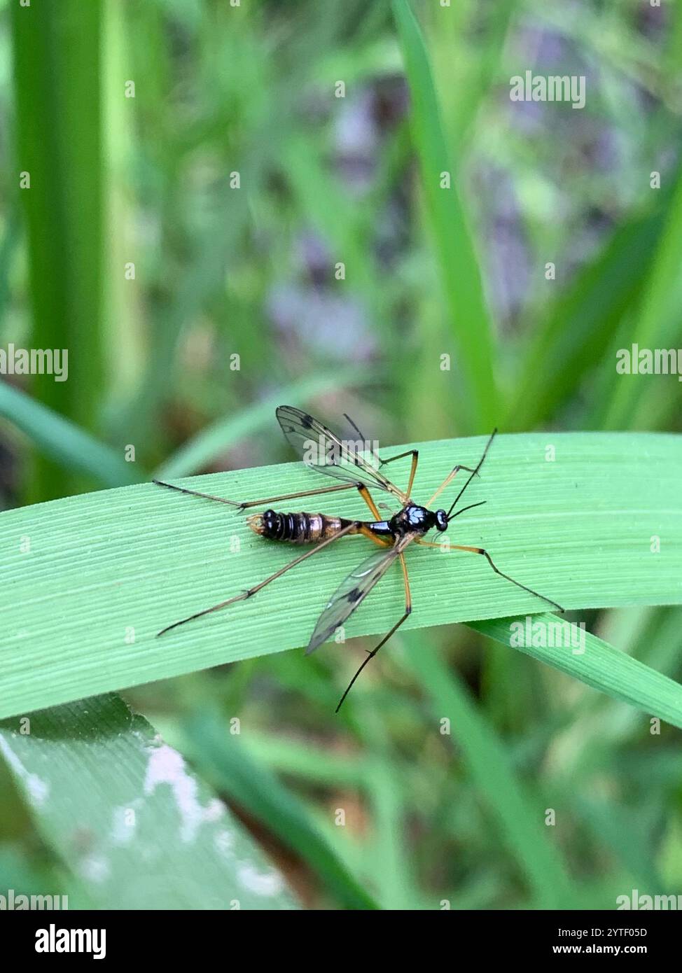 orange-marked cranefly (Ptychoptera contaminata Stock Photo - Alamy