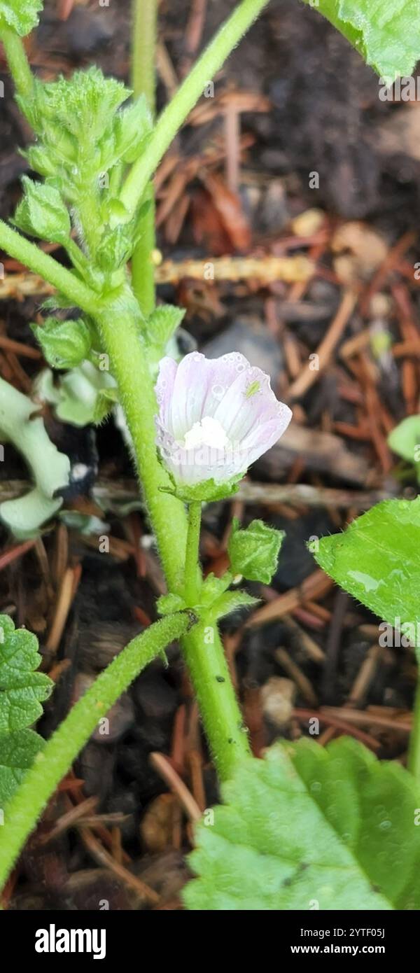 dwarf mallow (Malva neglecta Stock Photo - Alamy