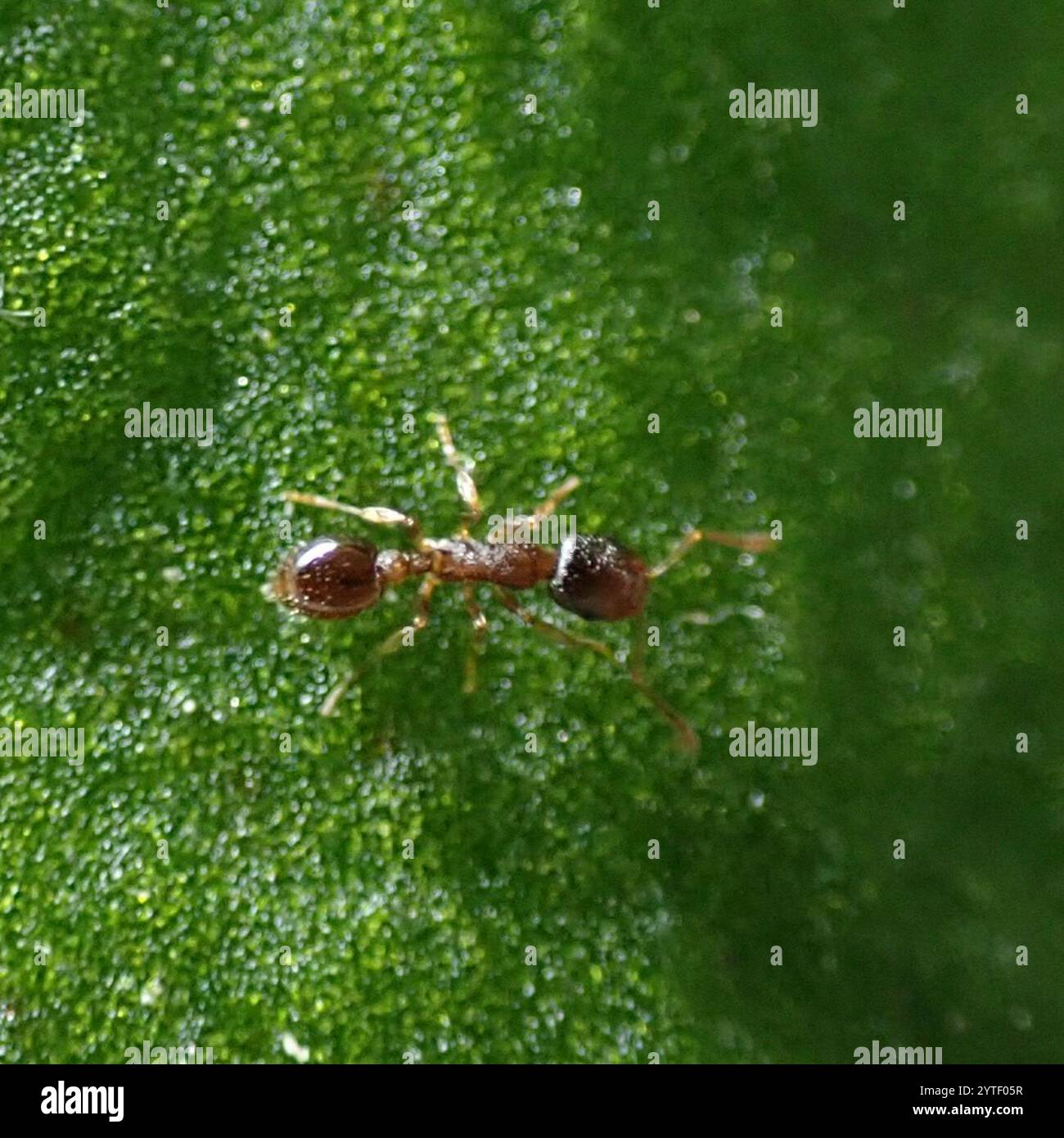 Acorn Ants and Allies (Temnothorax Stock Photo - Alamy