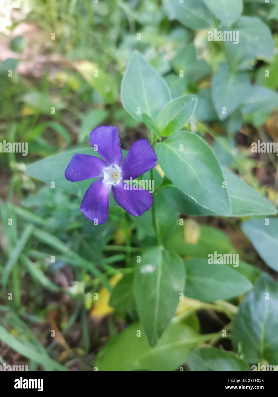 greater periwinkle (Vinca major Stock Photo - Alamy