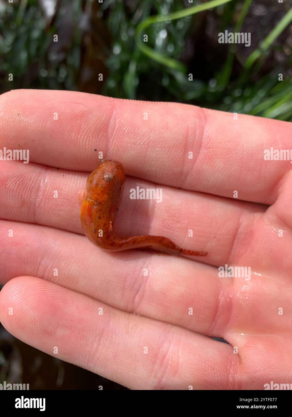 Slimy Snailfish (Liparis mucosus Stock Photo - Alamy