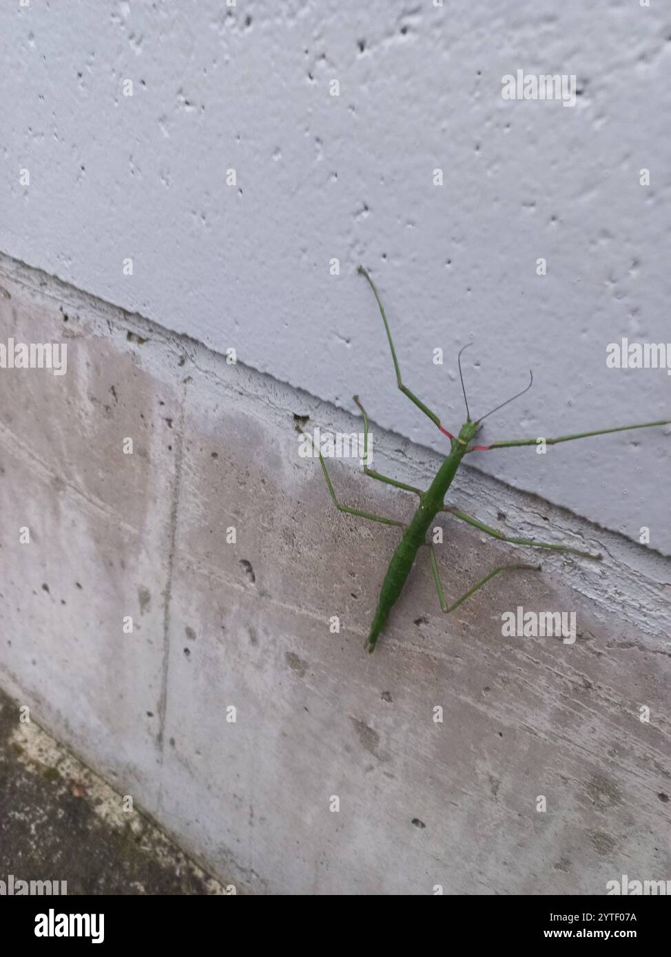 Unarmed stick insect acanthoxyla inermis hi-res stock photography and ...