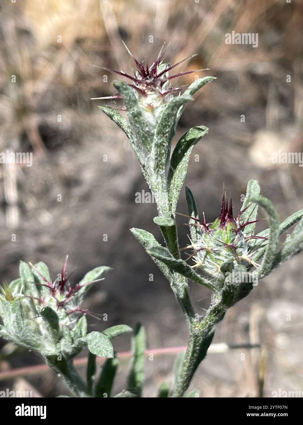 Maltese star-thistle (Centaurea melitensis Stock Photo - Alamy