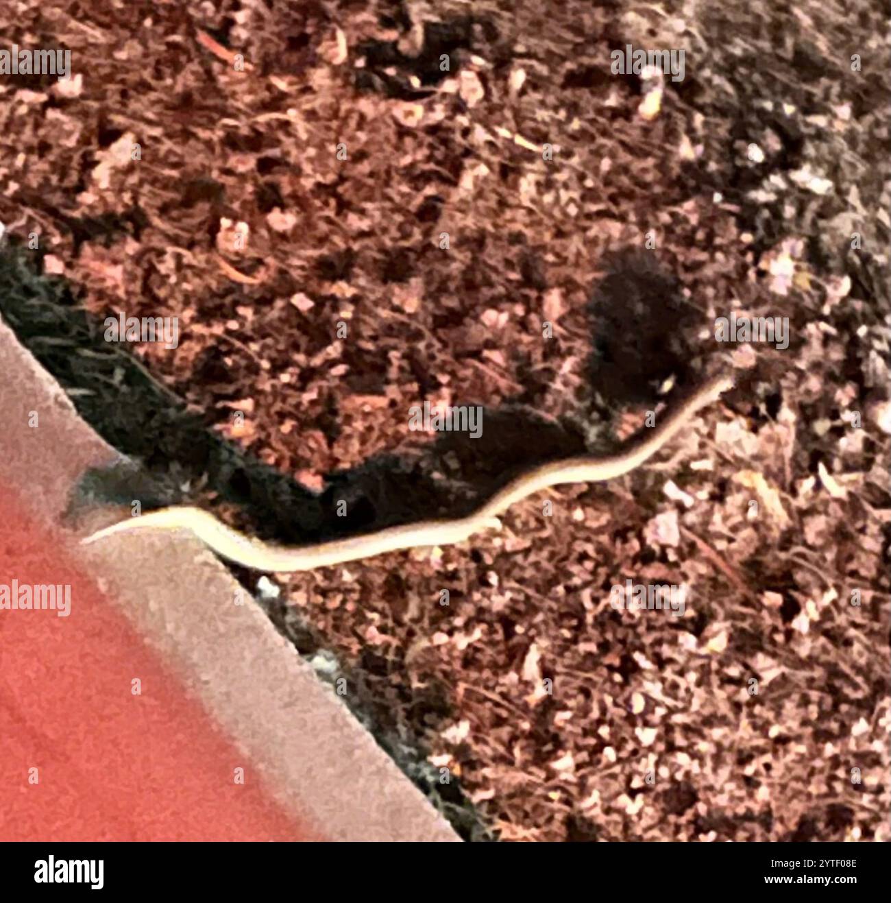 Long-nosed Snake (Rhinocheilus lecontei Stock Photo - Alamy