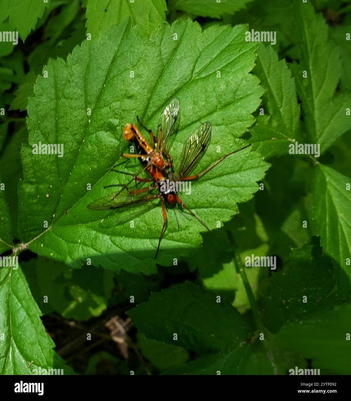 Antlered Crane Fly (Tanyptera dorsalis Stock Photo - Alamy