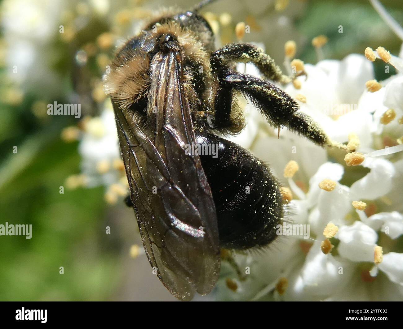 Mining Bees (Andrena Stock Photo - Alamy