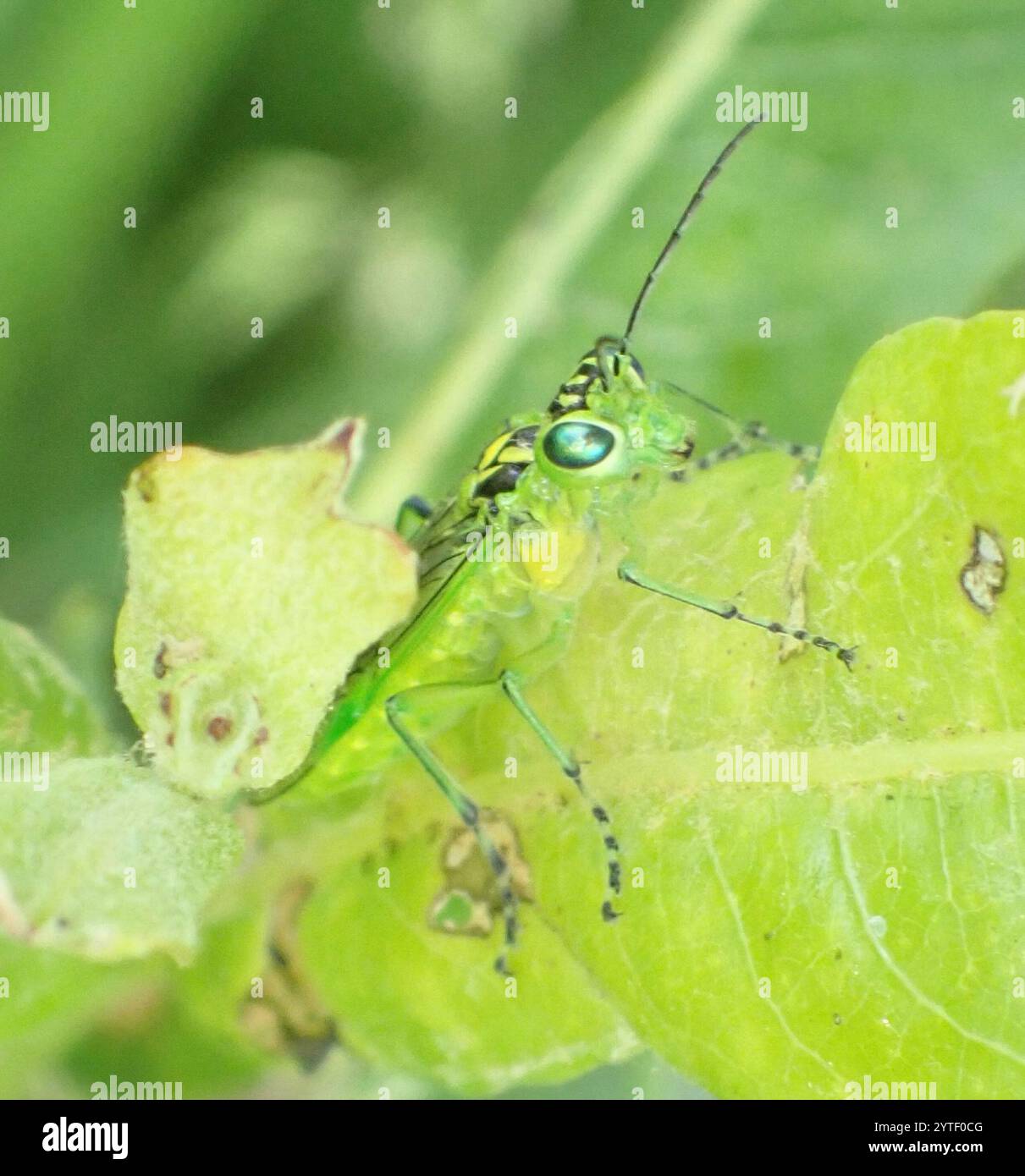 Dark Rhogogaster (Rhogogaster viridis Stock Photo - Alamy