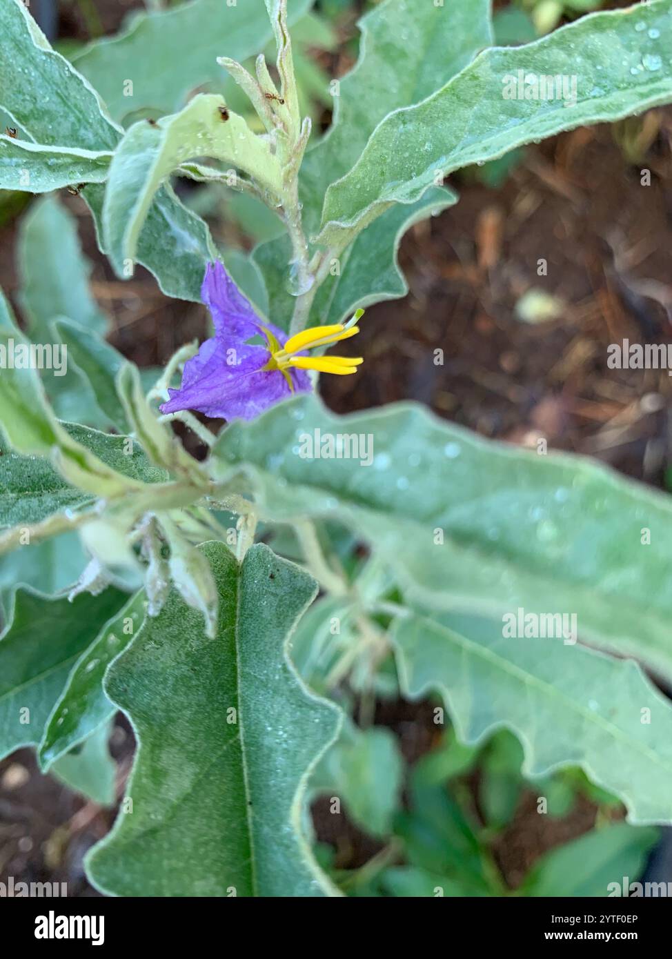 silverleaf nightshade (Solanum elaeagnifolium Stock Photo - Alamy