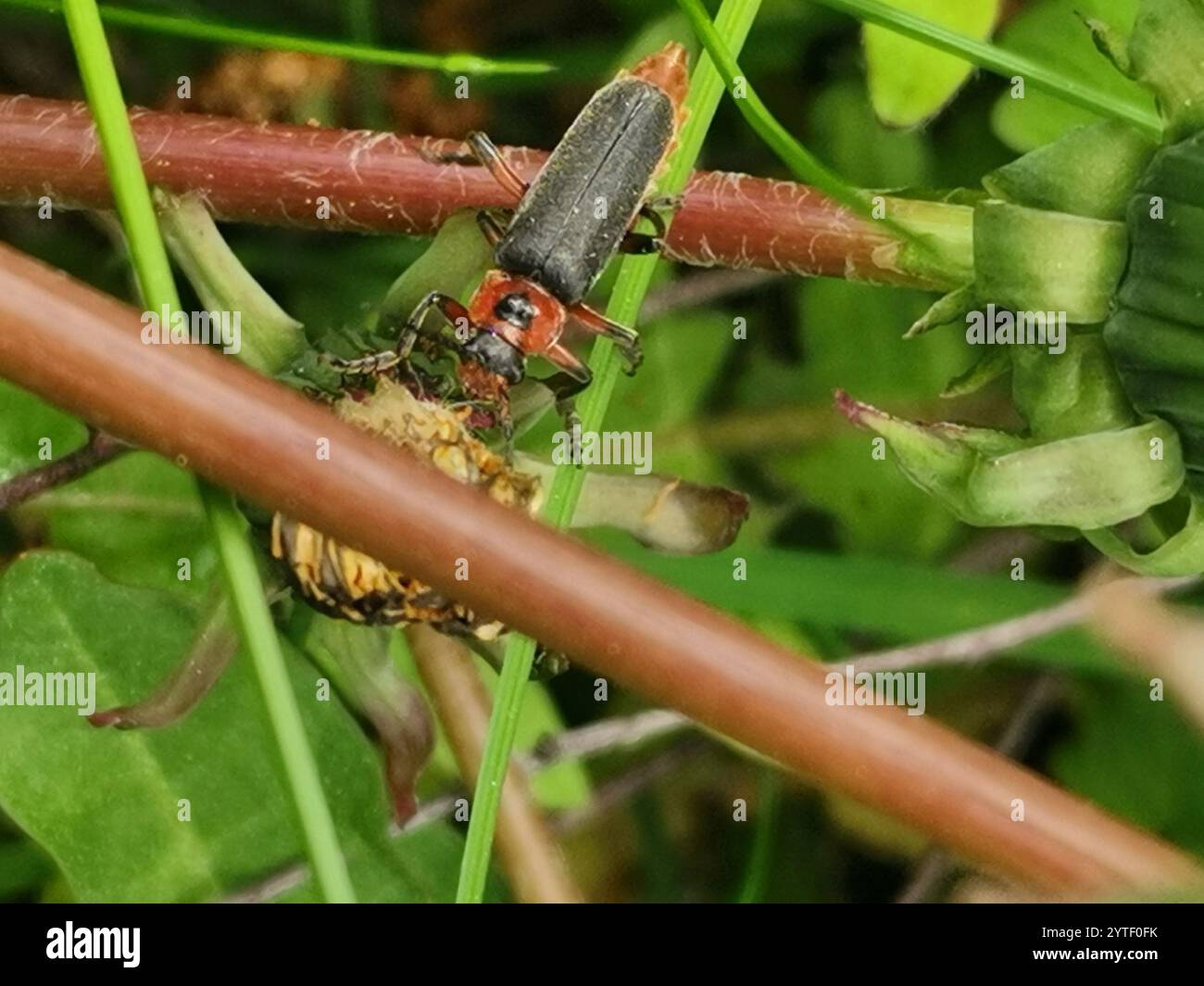 Rustic Sailor Beetle (Cantharis rustica Stock Photo - Alamy