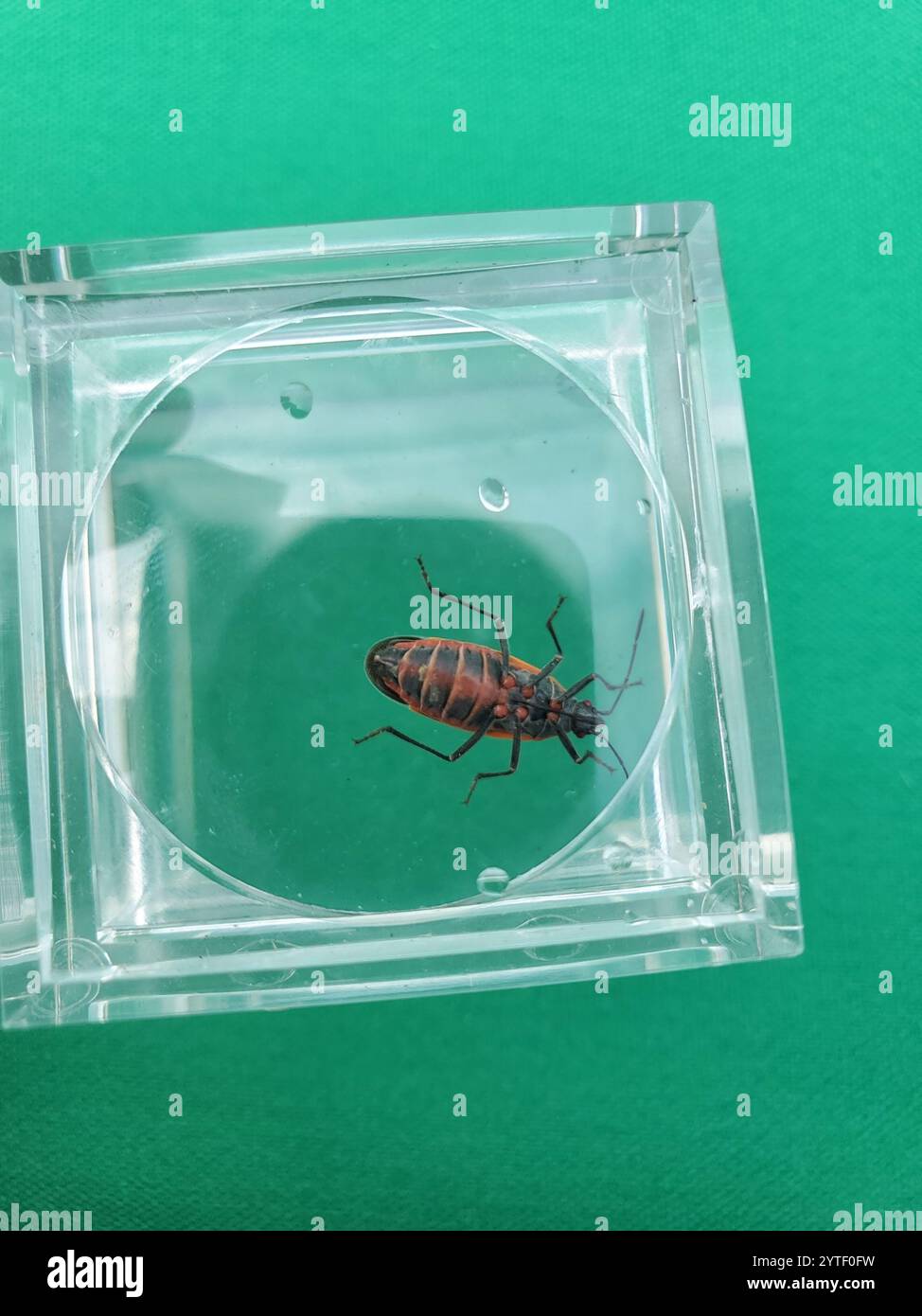 Eastern Boxelder Bug (Boisea trivittata Stock Photo - Alamy