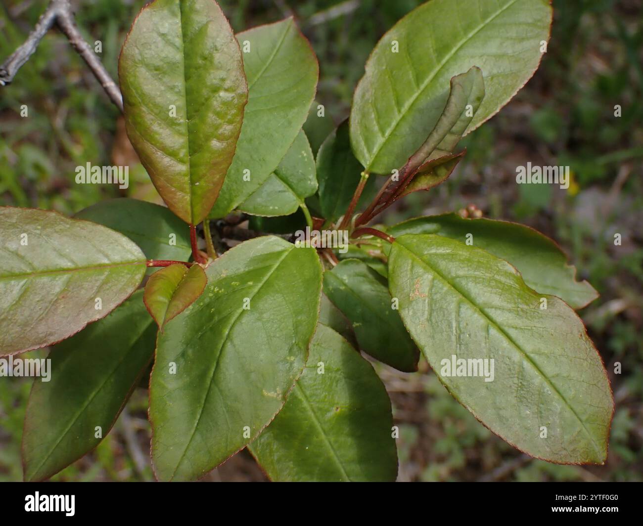 chokecherry (Prunus virginiana Stock Photo - Alamy