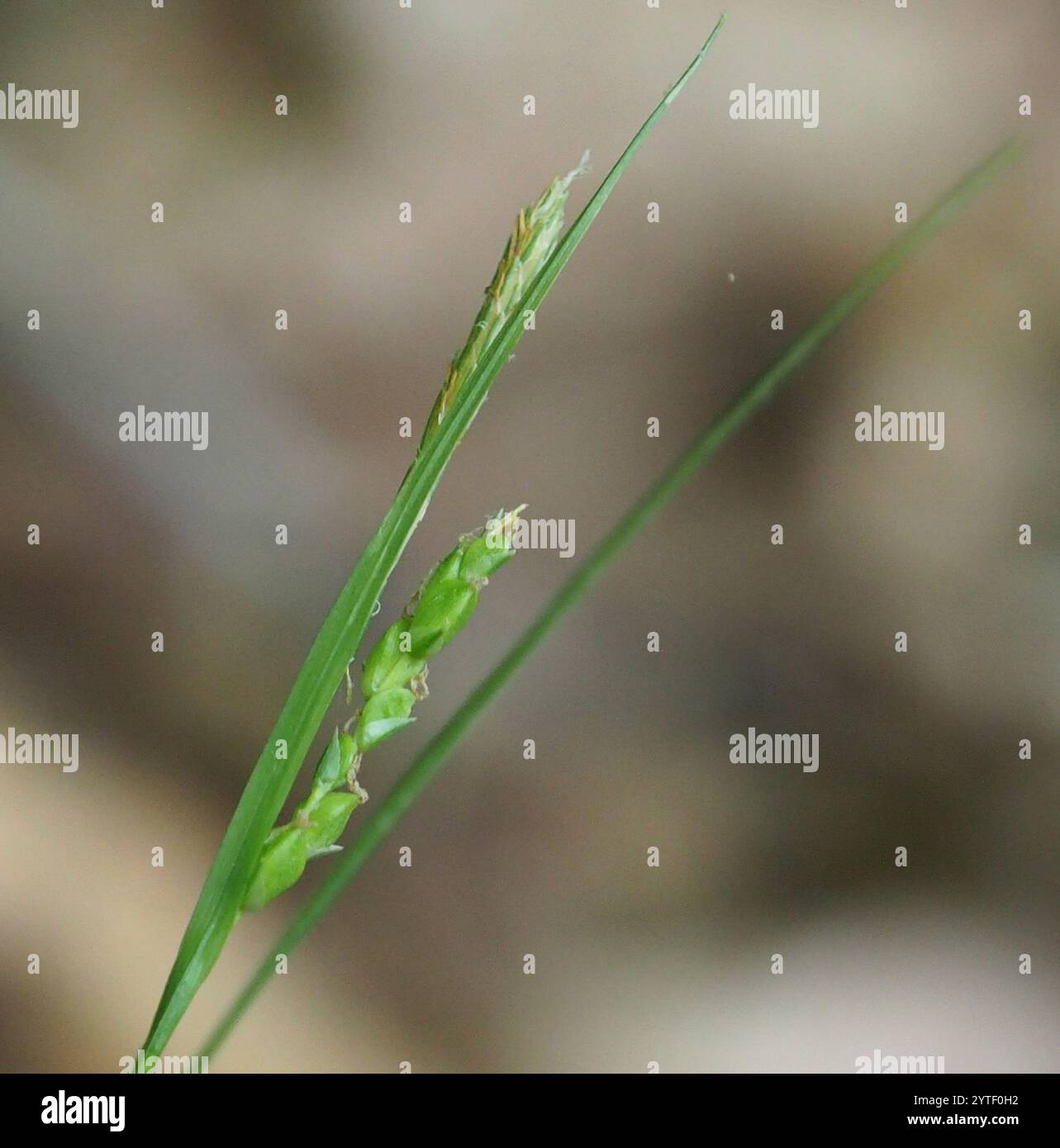true sedges (Carex Stock Photo - Alamy