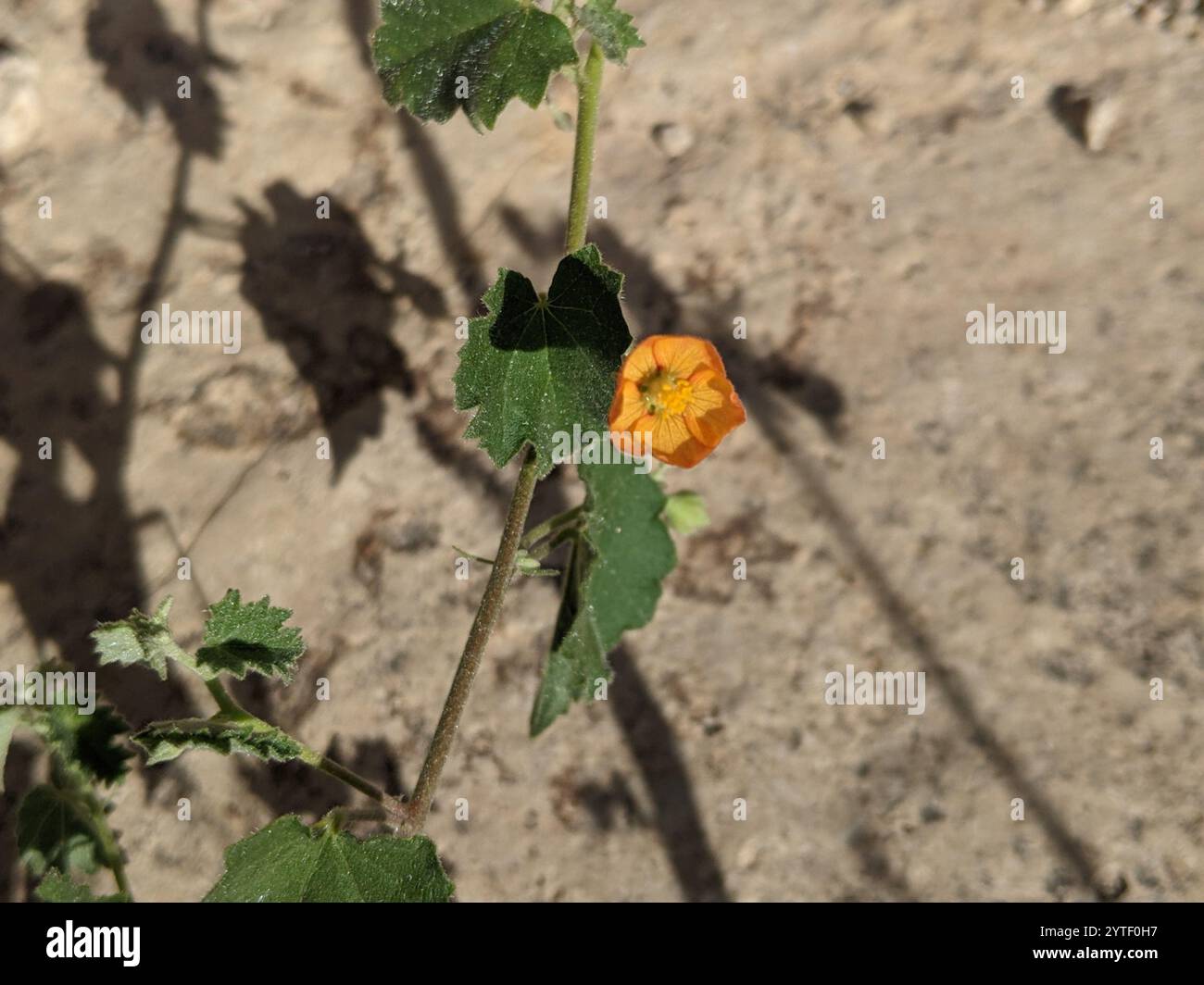 spreading sida (Sida abutilifolia Stock Photo - Alamy