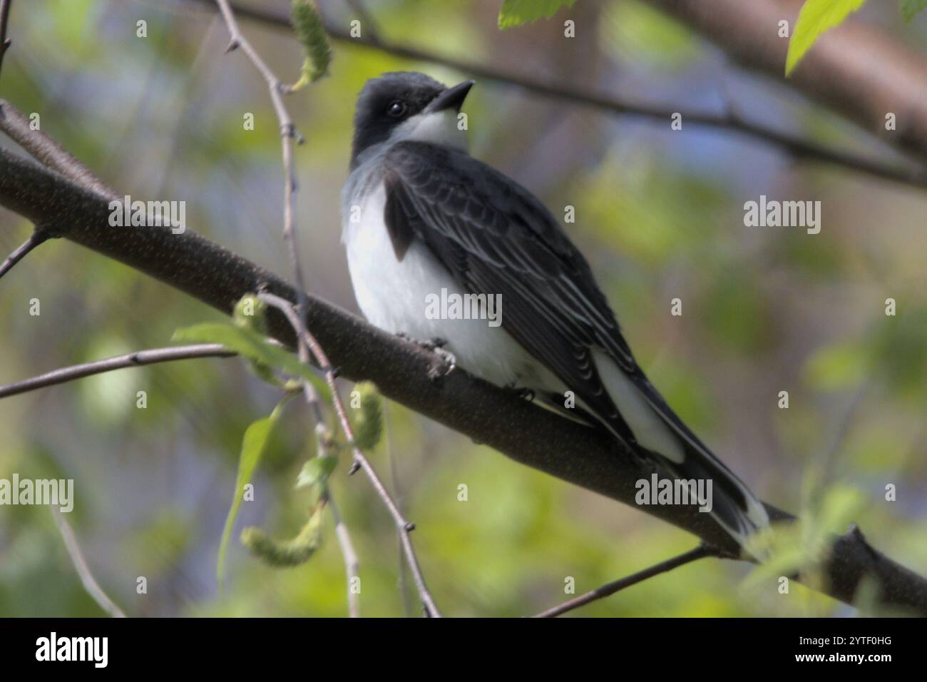Eastern Kingbird (Tyrannus tyrannus Stock Photo - Alamy