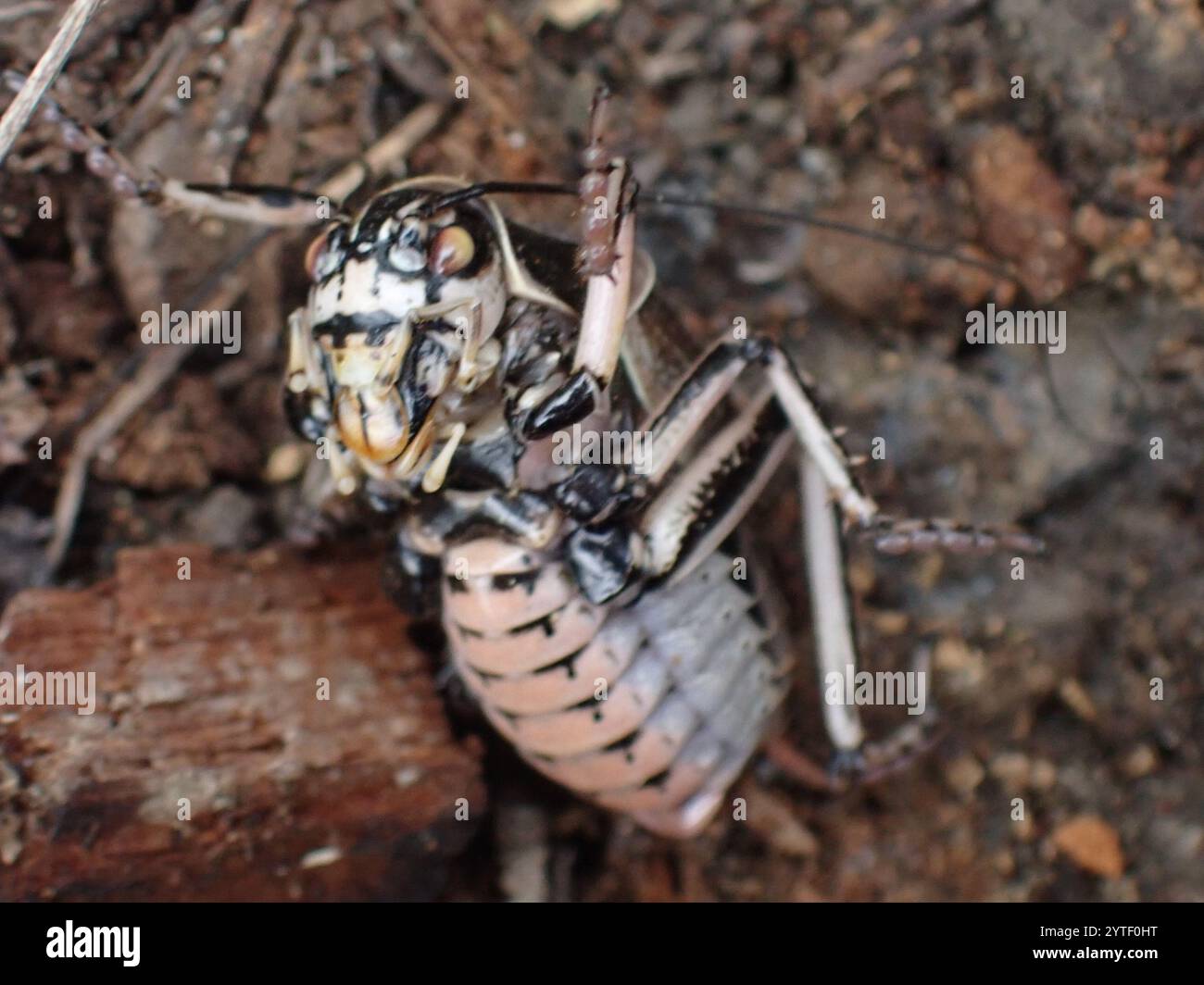 Great Grig (Cyphoderris monstrosa Stock Photo - Alamy