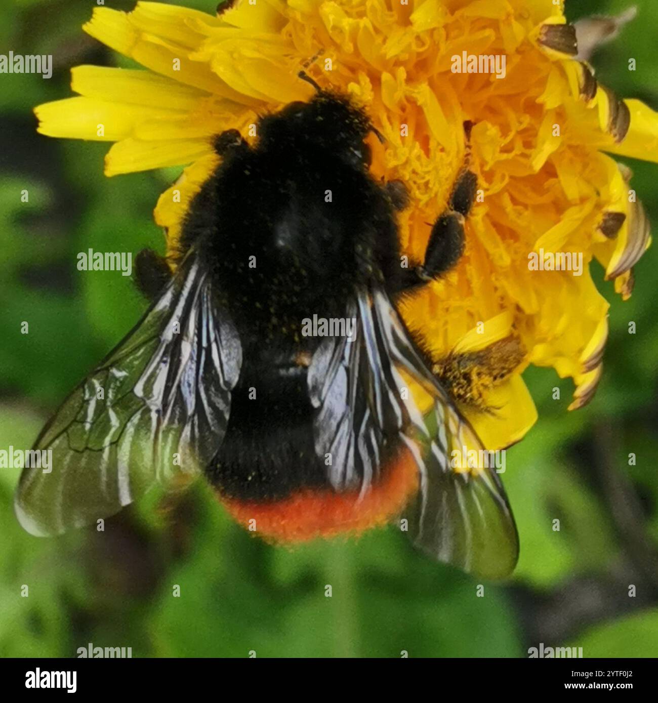 Red-tailed Bumble Bee (Bombus lapidarius Stock Photo - Alamy