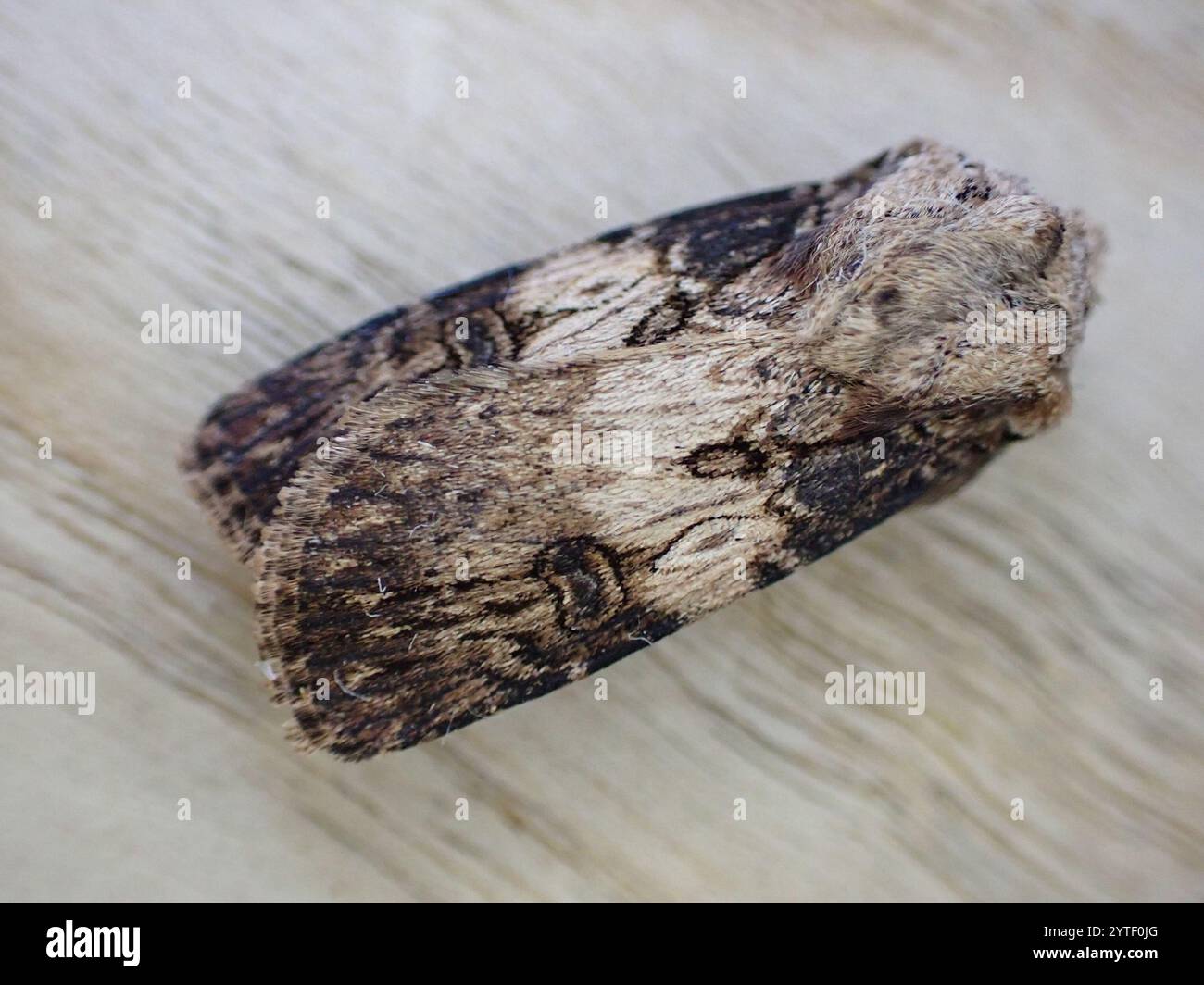 Shuttle shaped hi-res stock photography and images - Alamy