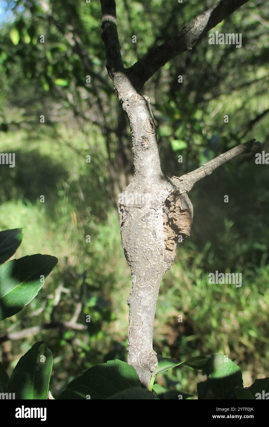 tamboti (Spirostachys africana Stock Photo - Alamy