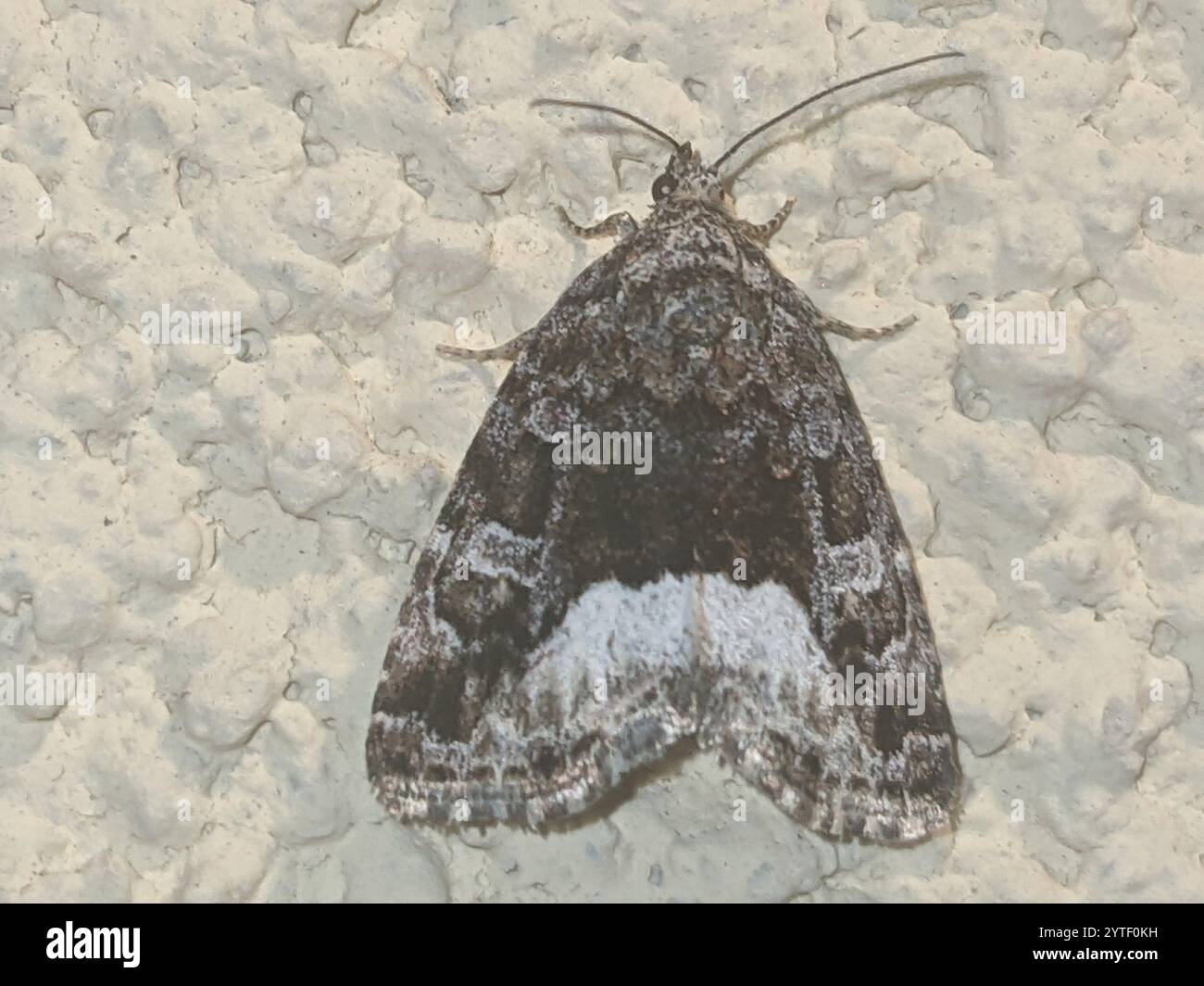 Marbled White-spot (Deltote pygarga Stock Photo - Alamy