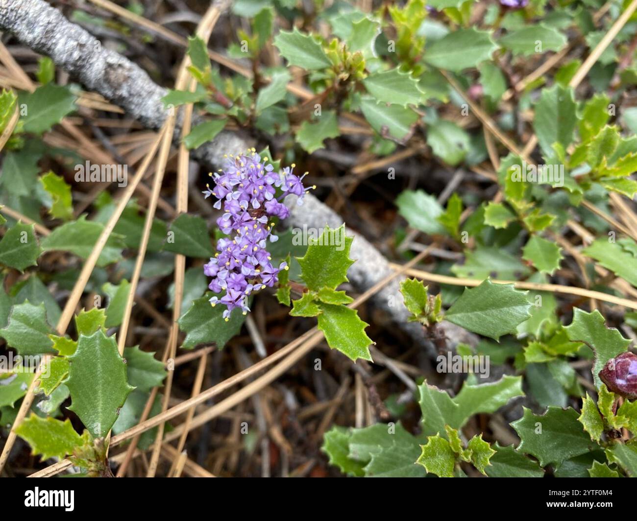 Mahala mat (Ceanothus prostratus Stock Photo - Alamy