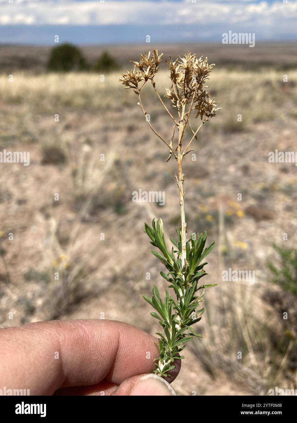 Yellow Rabbitbrush (Chrysothamnus viscidiflorus Stock Photo - Alamy