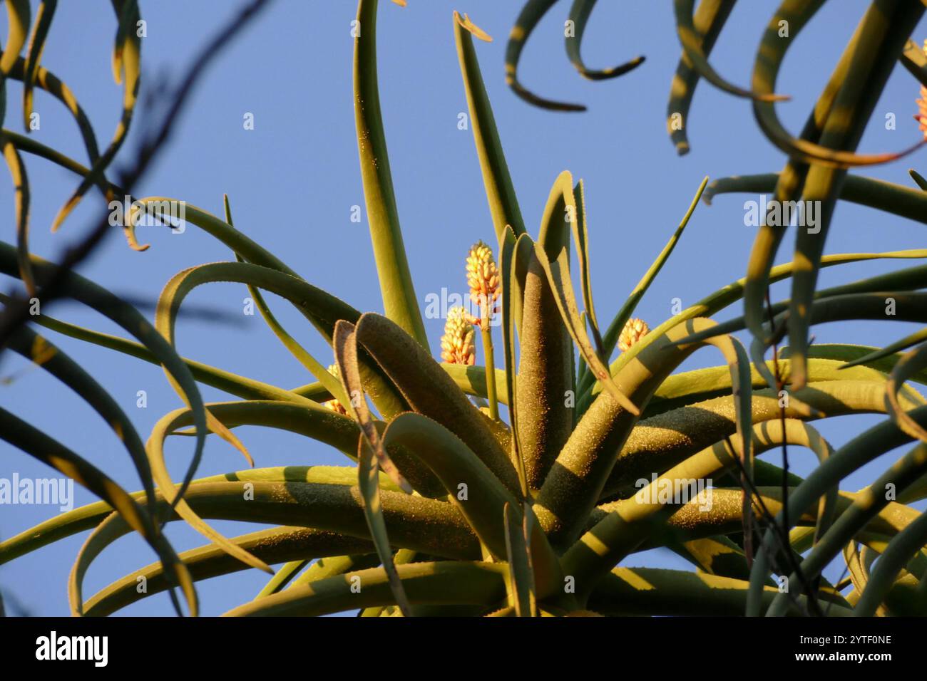 Eastern Tree Aloe (Aloidendron barberae Stock Photo - Alamy