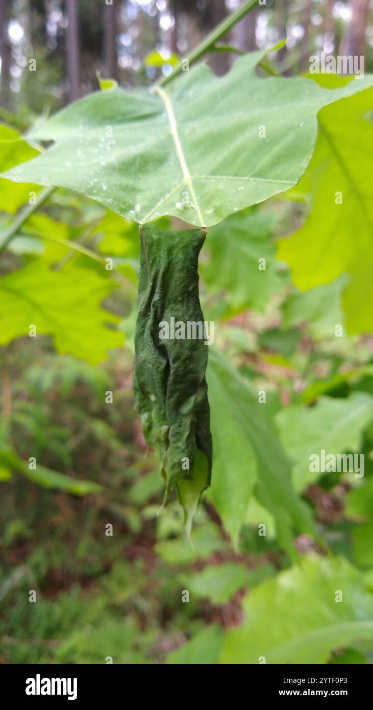Birch Leaf-rolling Weevil (Deporaus betulae Stock Photo - Alamy