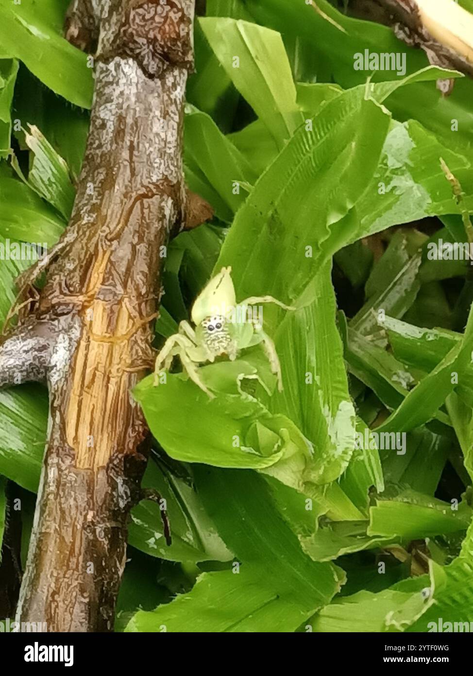 Green Jumping Spider (Mopsus mormon Stock Photo - Alamy