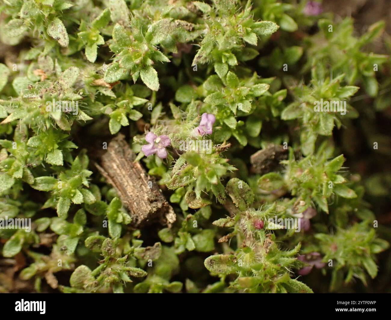 thyme-leaved pogogyne (Pogogyne serpylloides Stock Photo - Alamy