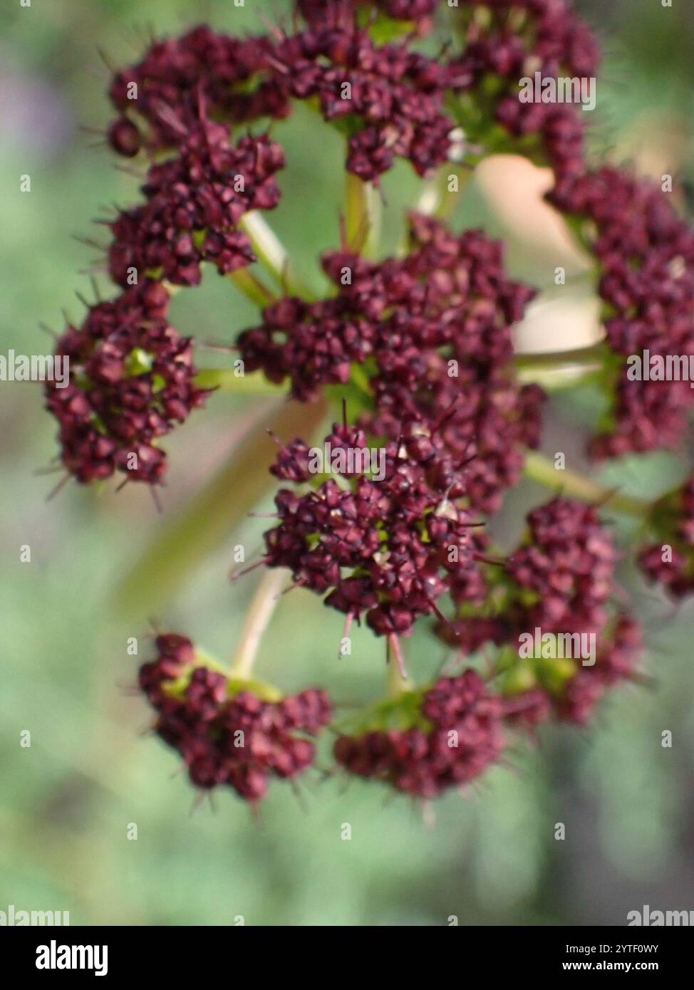 Carrotleaf Biscuitroot (Lomatium multifidum Stock Photo - Alamy