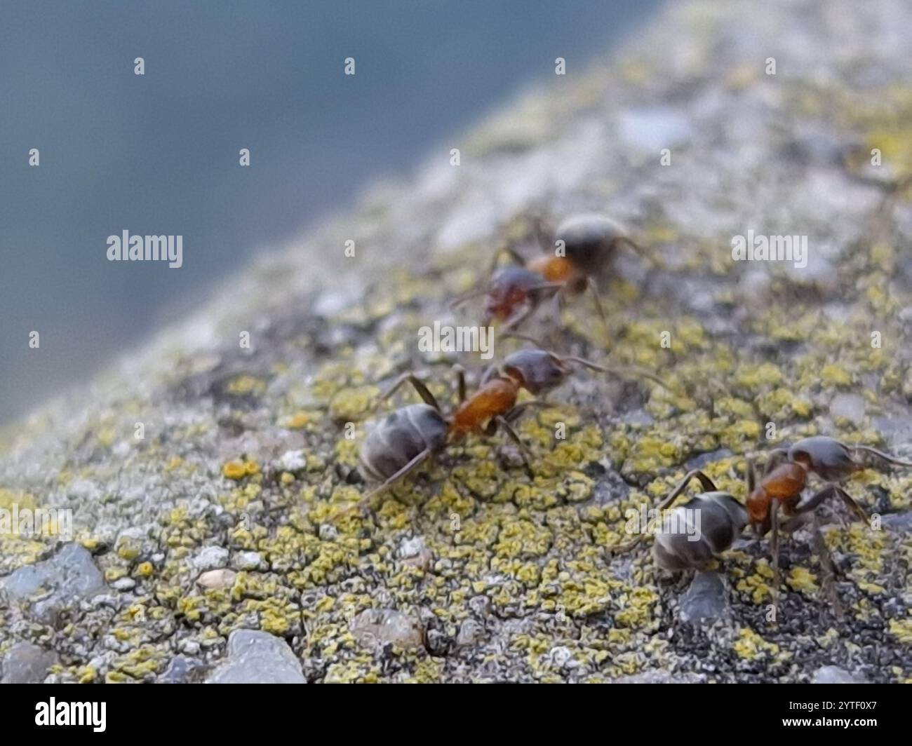 Small-headed tree ant (Liometopum microcephalum Stock Photo - Alamy