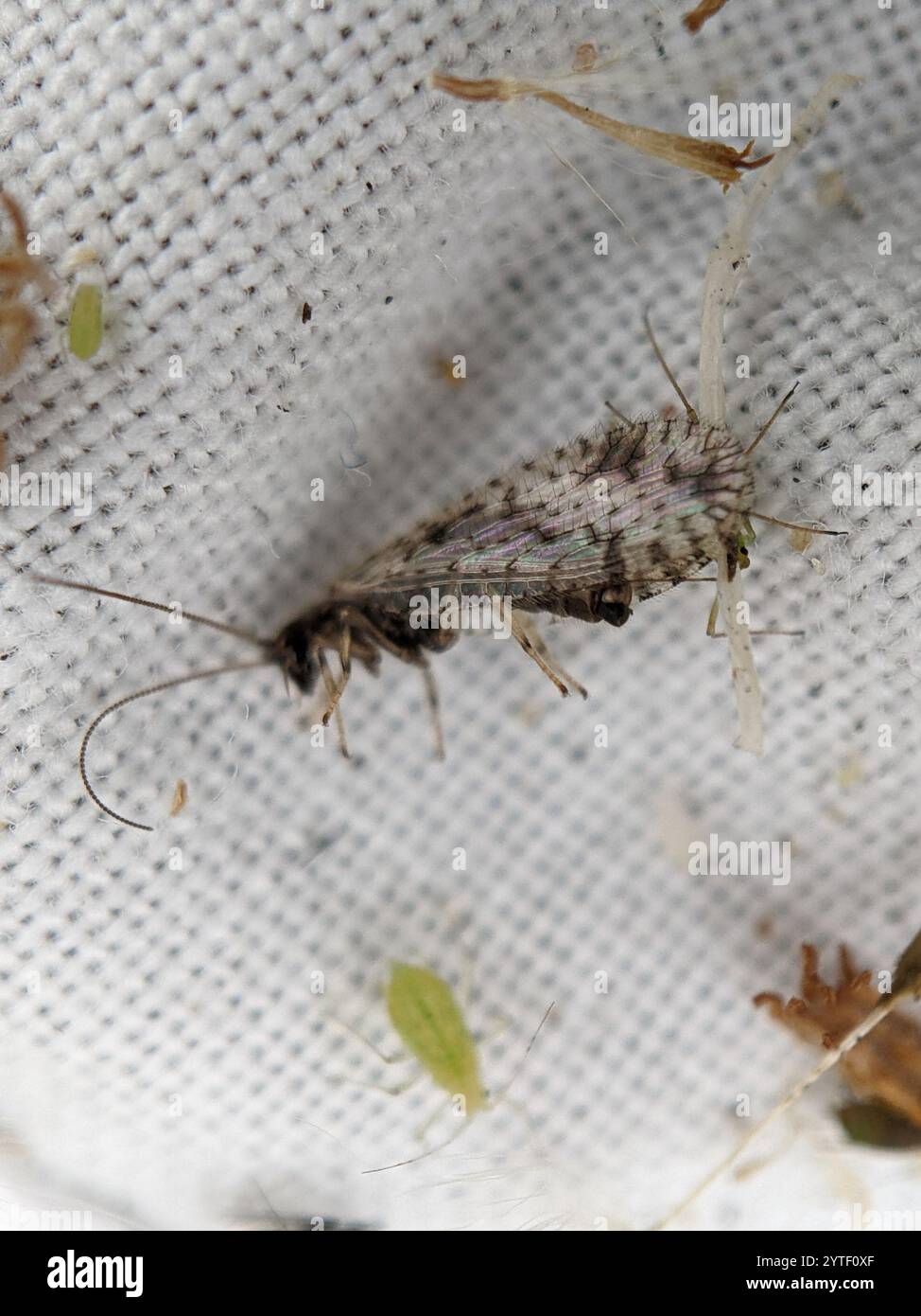 Micromus variegatus hi-res stock photography and images - Alamy