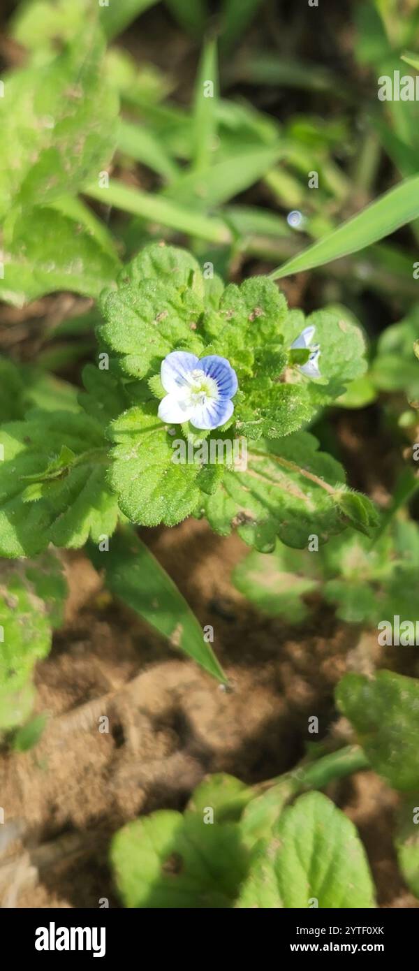 bird's-eye speedwell (Veronica persica Stock Photo - Alamy